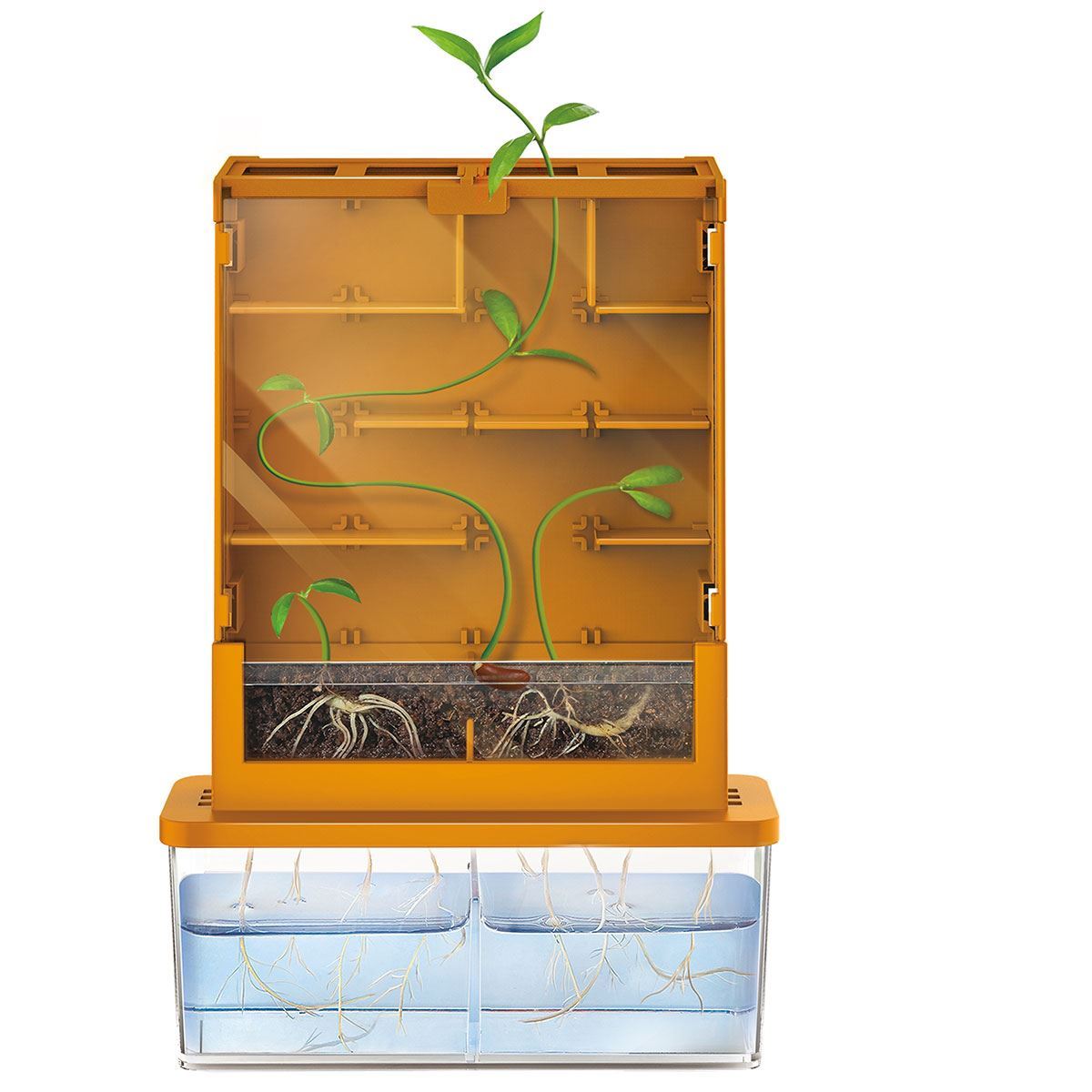 Grow-a-Maze | 4M | Science | Mulberry Bush